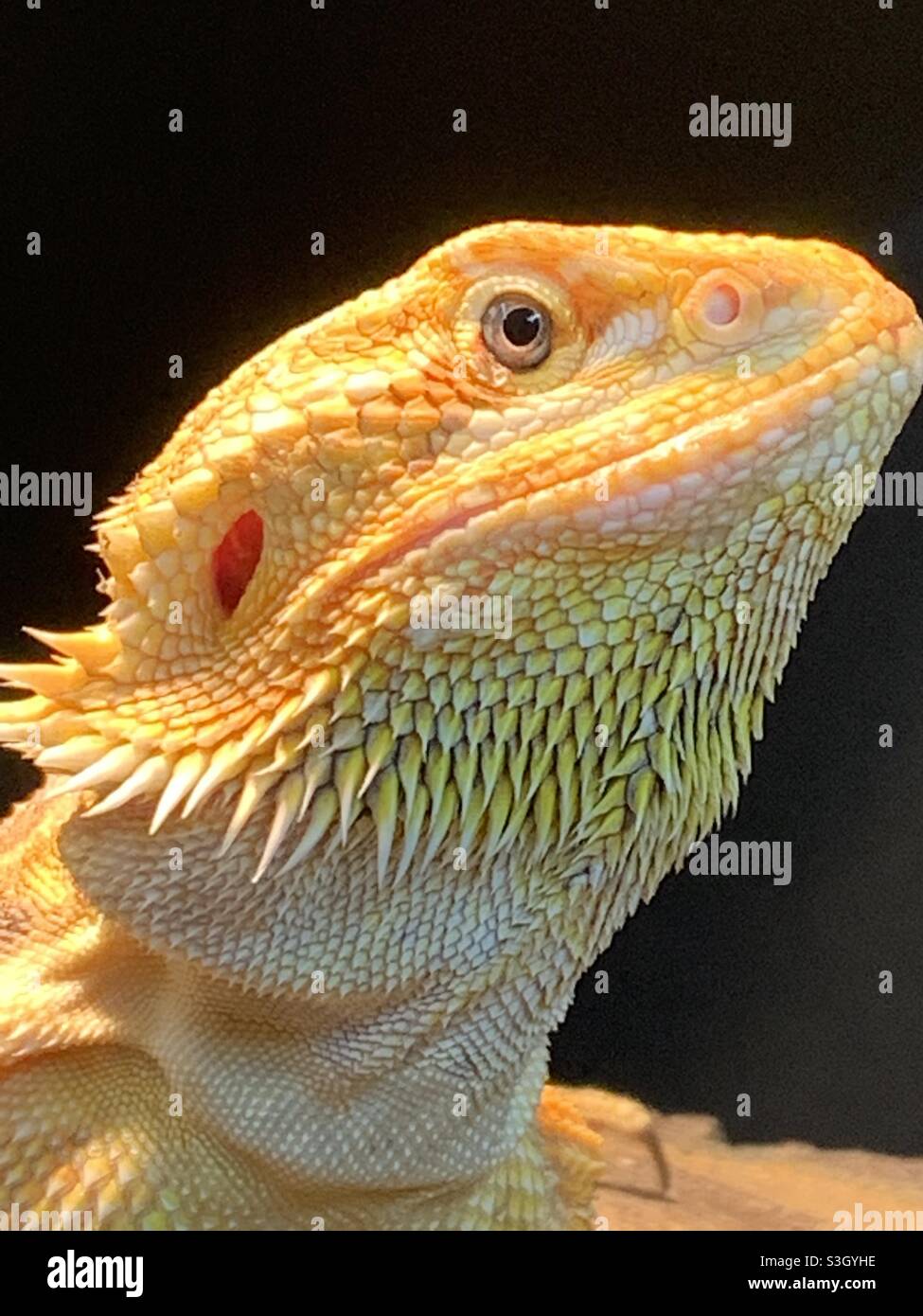 Yellow Bearded Dragons