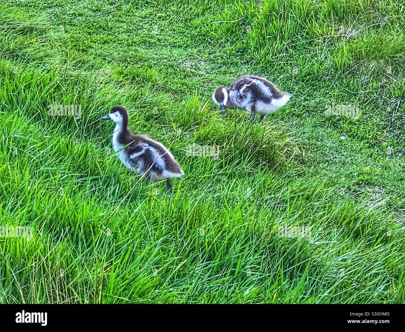 Juvenile birds in the Aoraki Mount Cook National Park Stock Photo - Alamy
