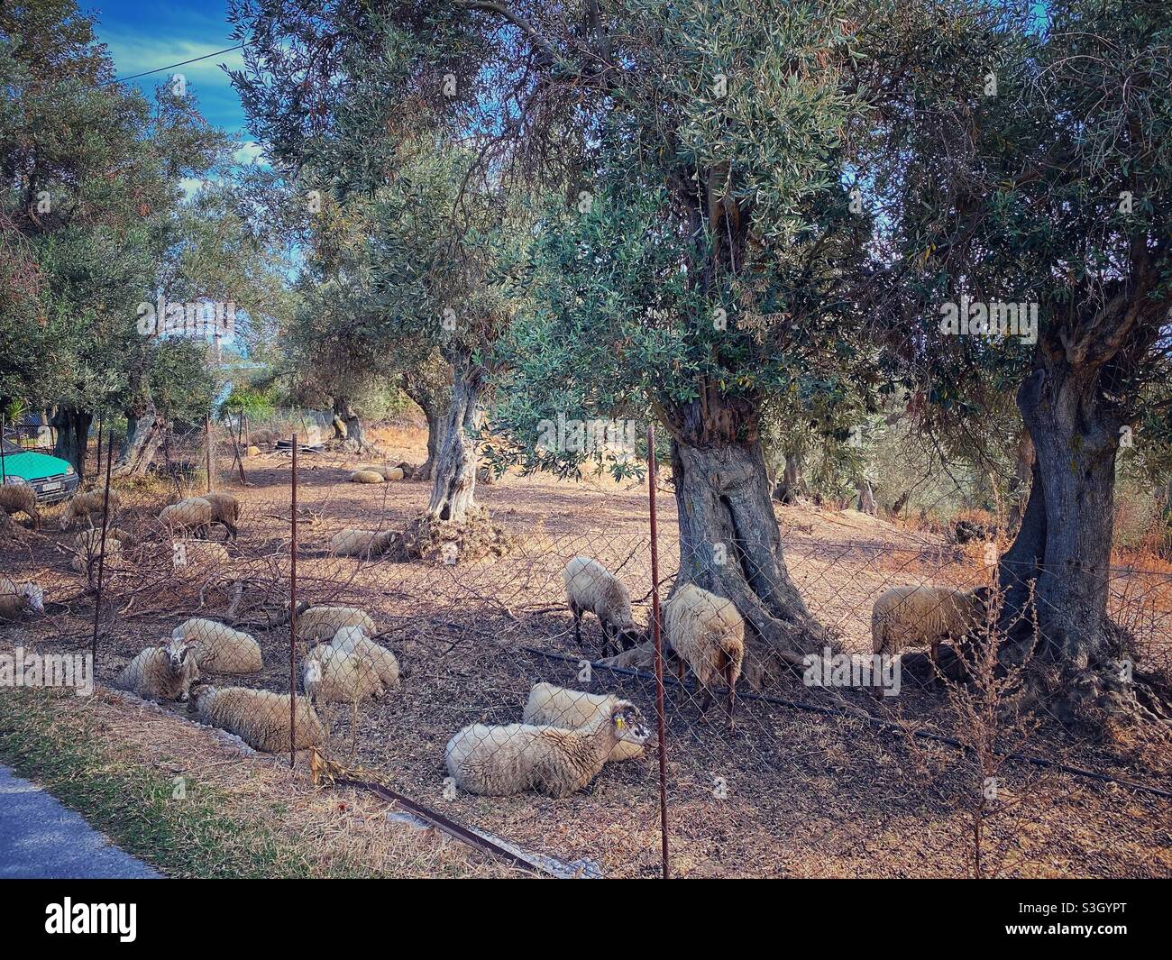 Sheep hiding in shadow under olive trees on Skiathos island in Greece ...