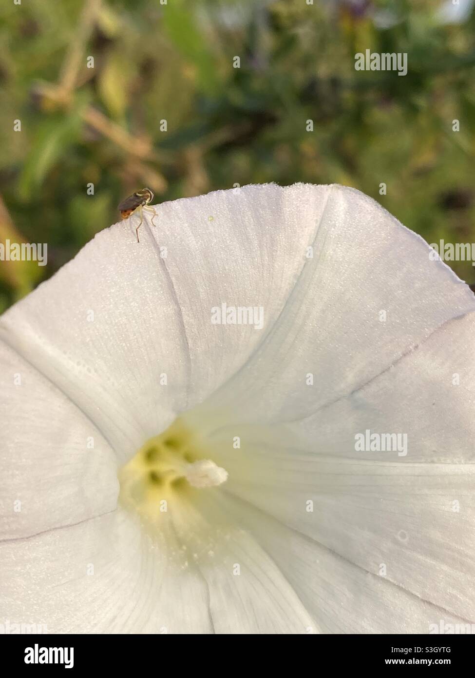Flower and bug Stock Photo - Alamy