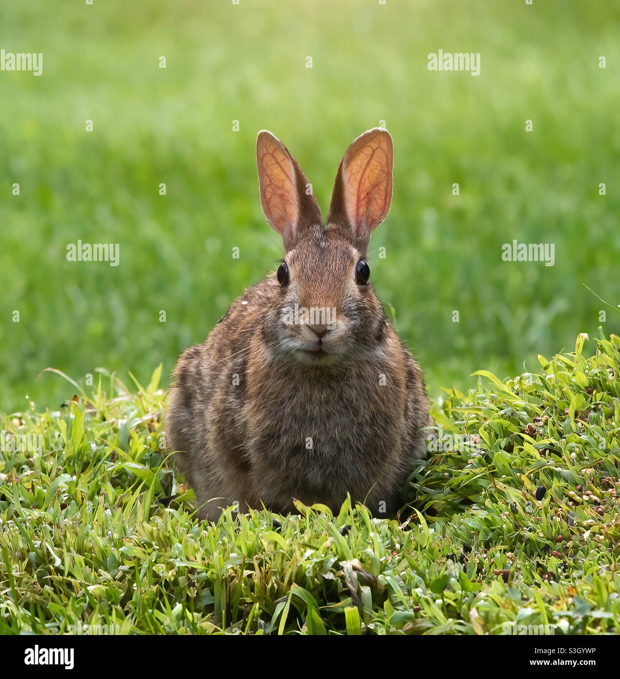 Bunny alert hi-res stock photography and images - Alamy
