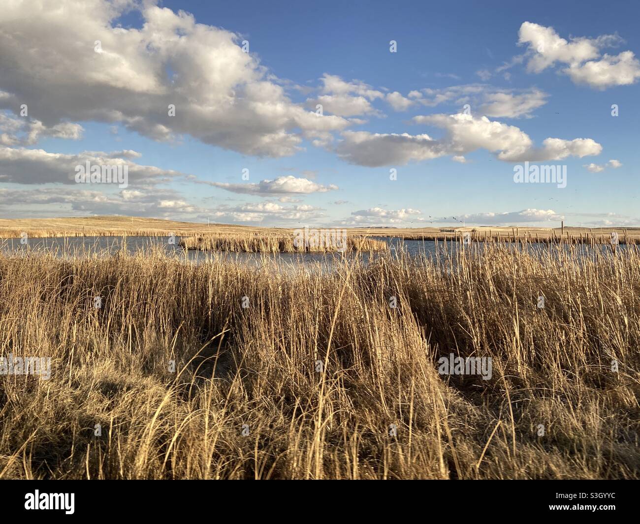 Tall reeds and grass hi-res stock photography and images - Alamy