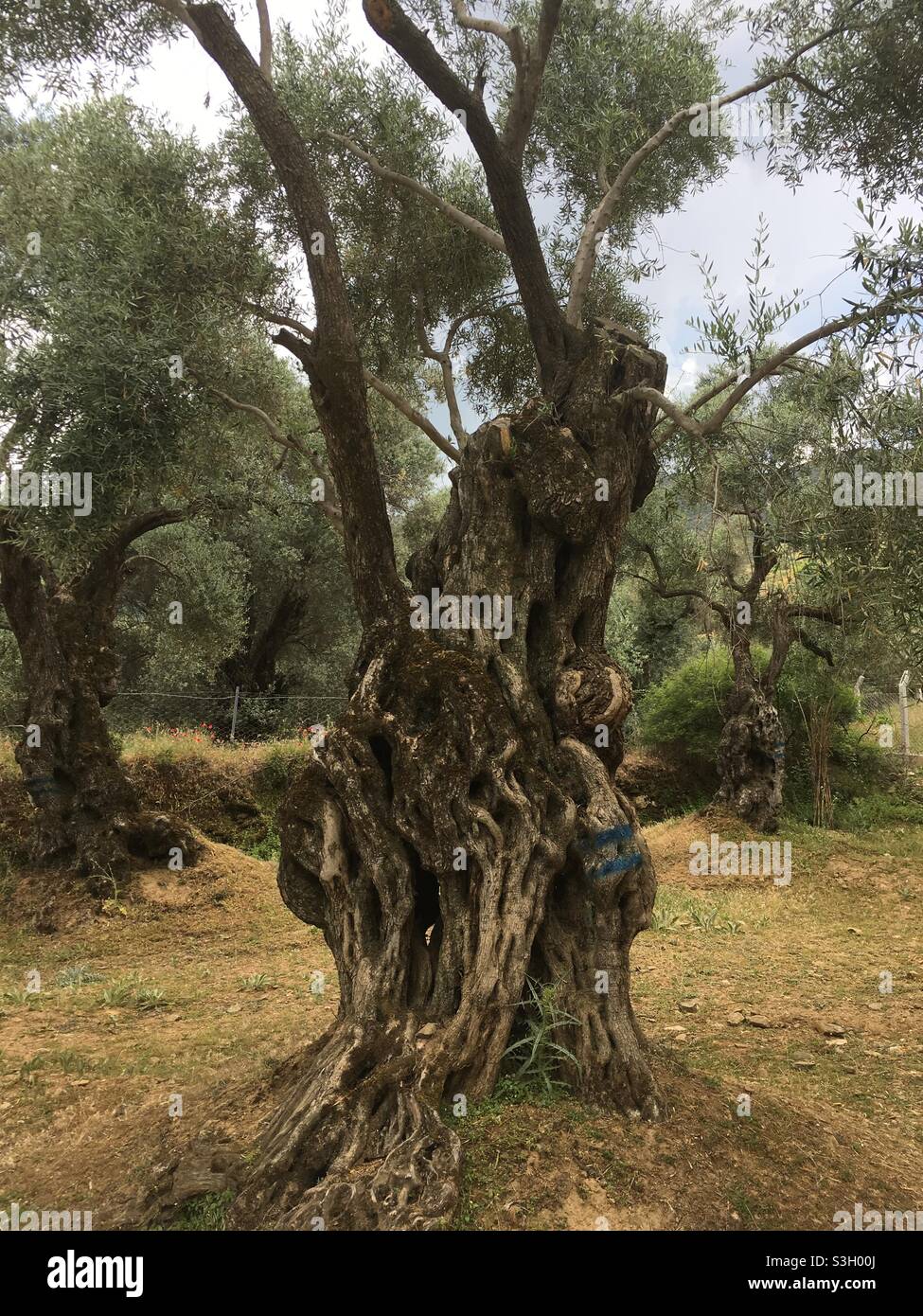 Wild turkey tree hi-res stock photography and images - Alamy