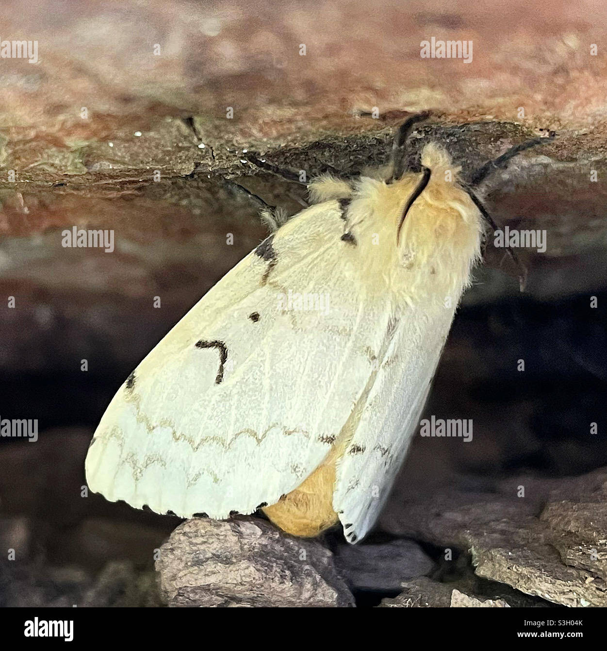 Gypsy moth hi-res stock photography and images - Alamy