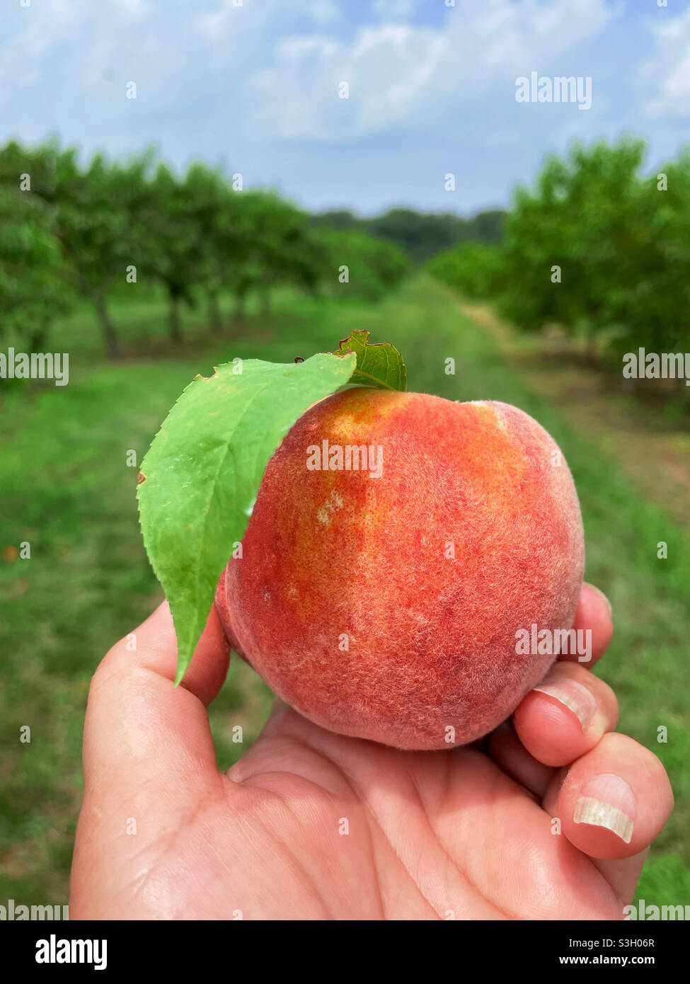 Peach fuzz hi-res stock photography and images - Alamy