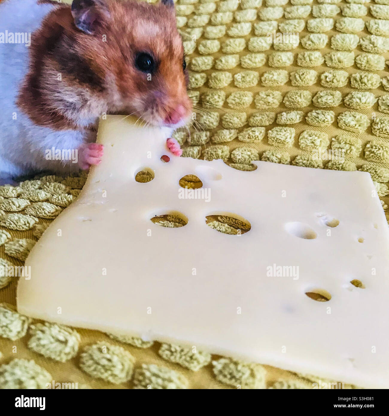 Hamster eating cheese Stock Photo - Alamy