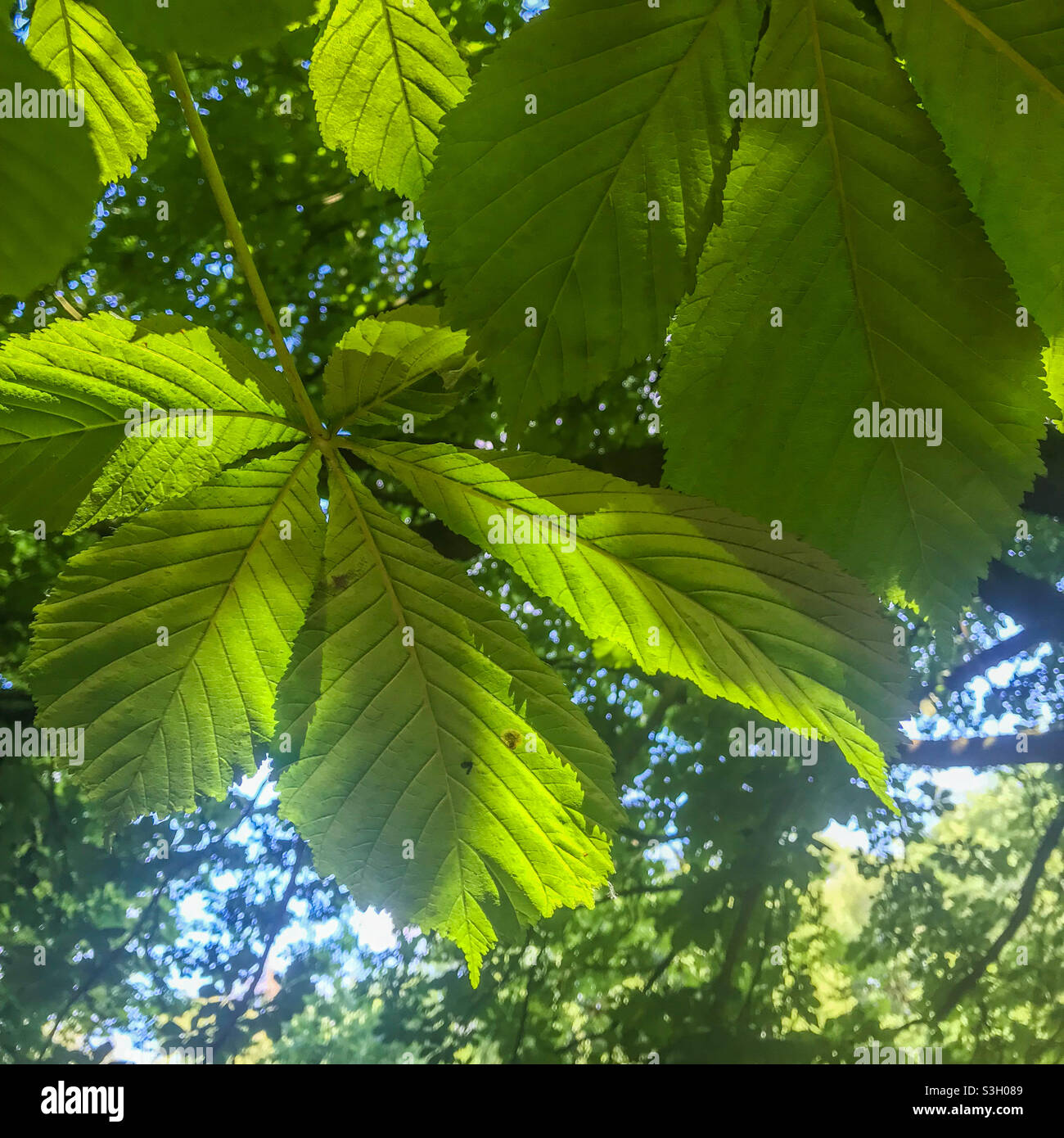 Leaf sun shade hi-res stock photography and images - Alamy