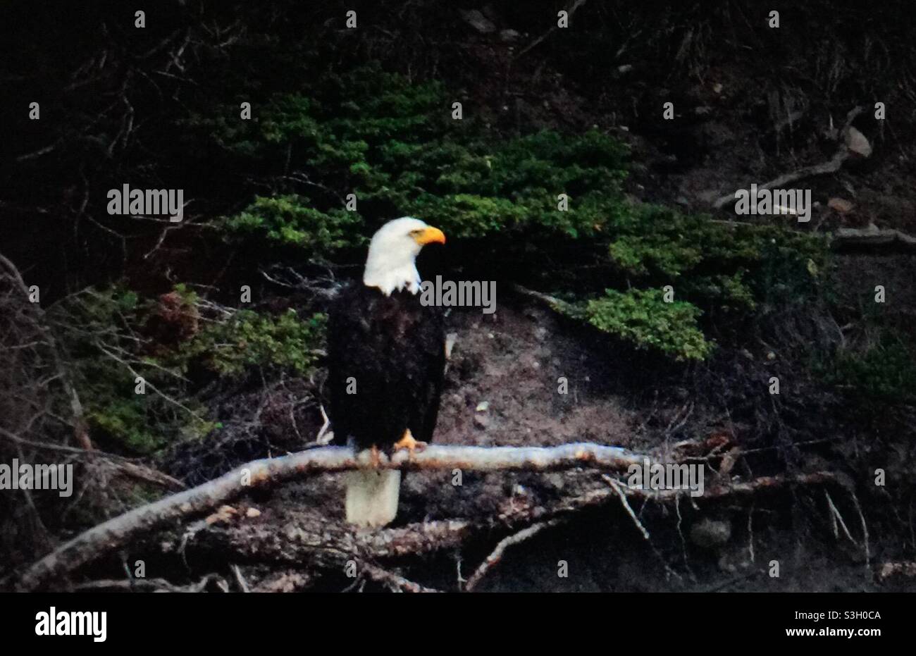 Bald Eagle, Haliaeetus leucocephalus, Birds of North America, raptor ...