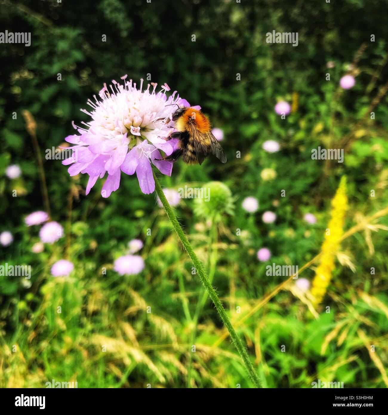 Bee on a wildflower, Norfolk, UK Stock Photo - Alamy