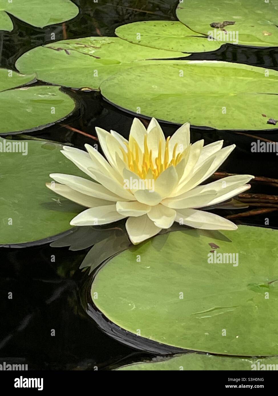 Lily pad and frog hi-res stock photography and images - Alamy