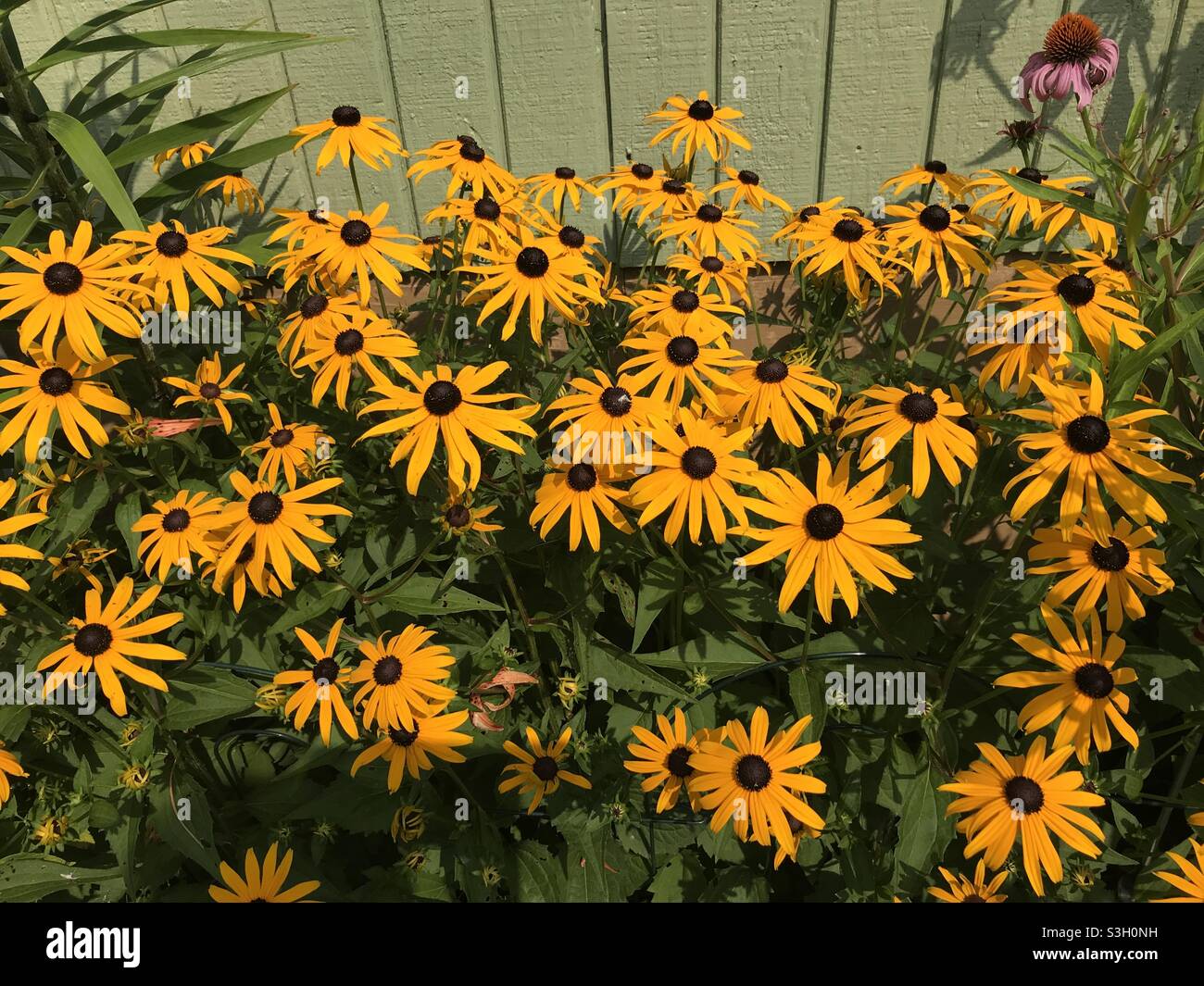 Sunny flowers hi-res stock photography and images - Alamy