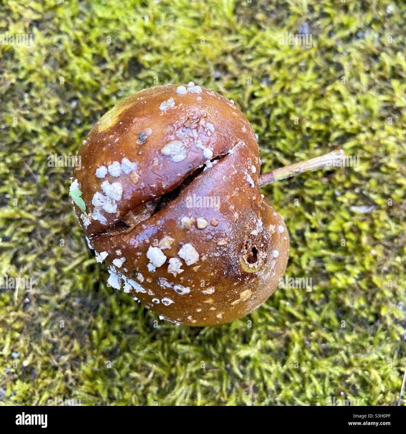 Rotten apple close up hi-res stock photography and images - Alamy