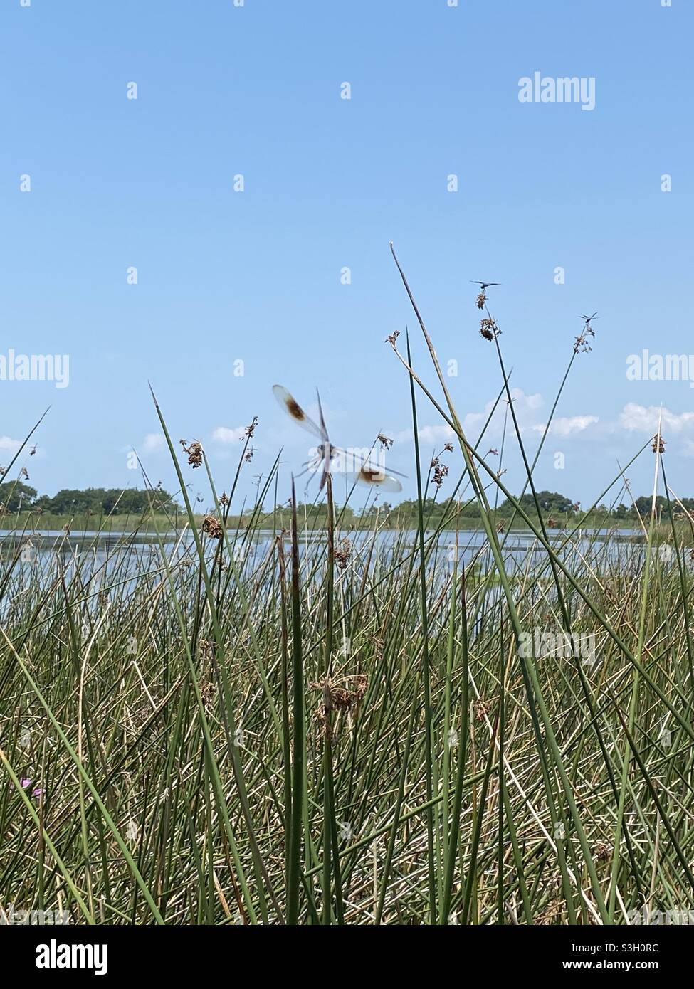 Dragonfly trail hi-res stock photography and images - Alamy