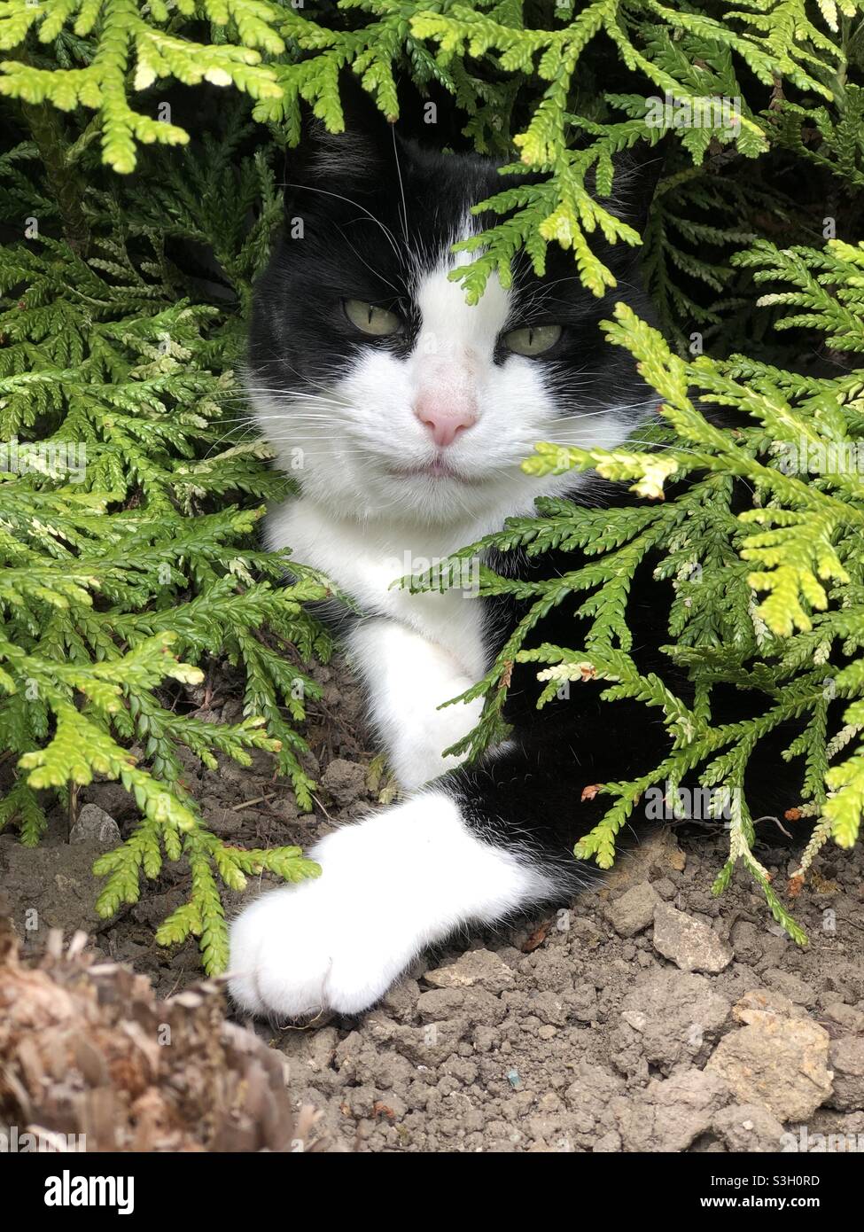 Hidey hole hi-res stock photography and images - Alamy