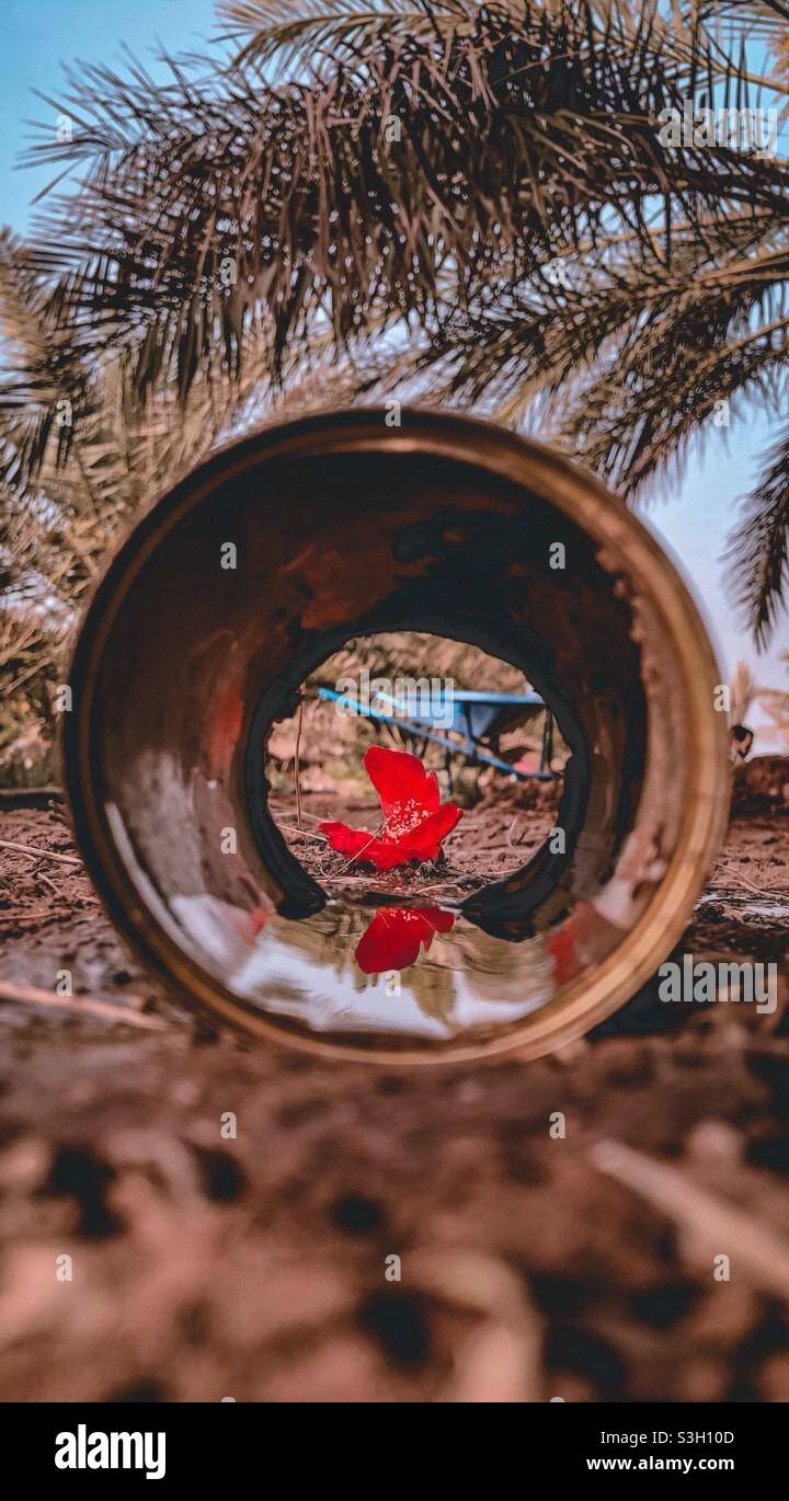 Thamer hi-res stock photography and images - Alamy