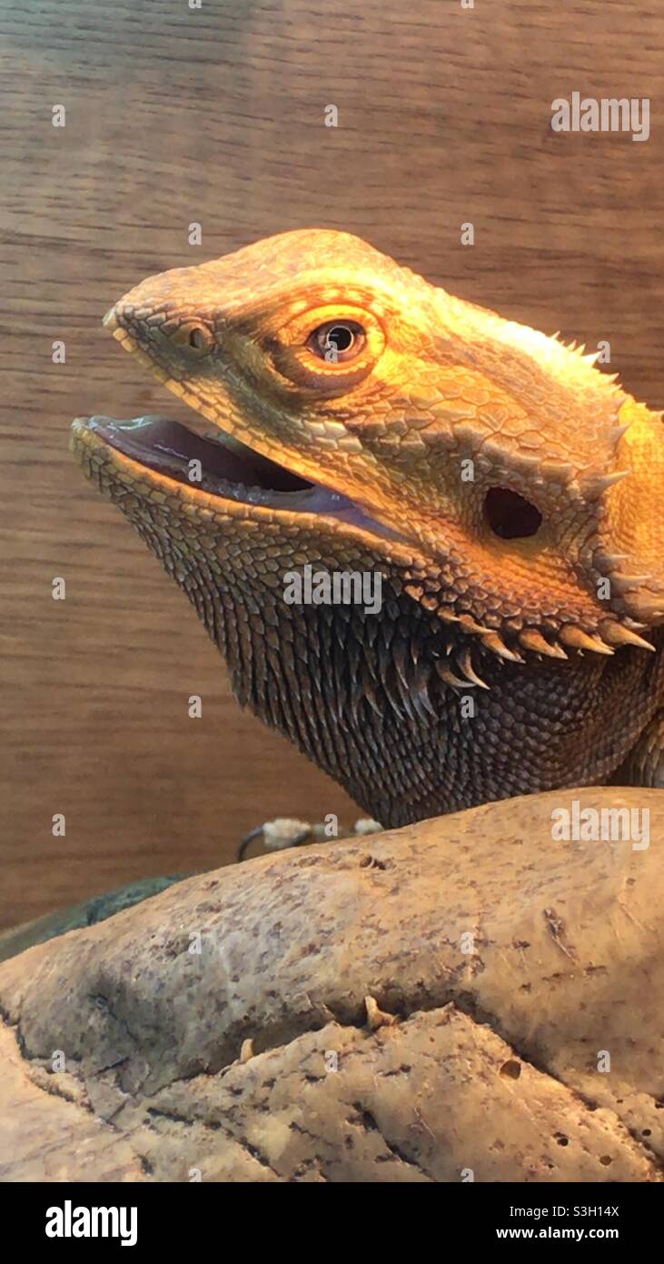 Bearded dragon, lizard Stock Photo - Alamy