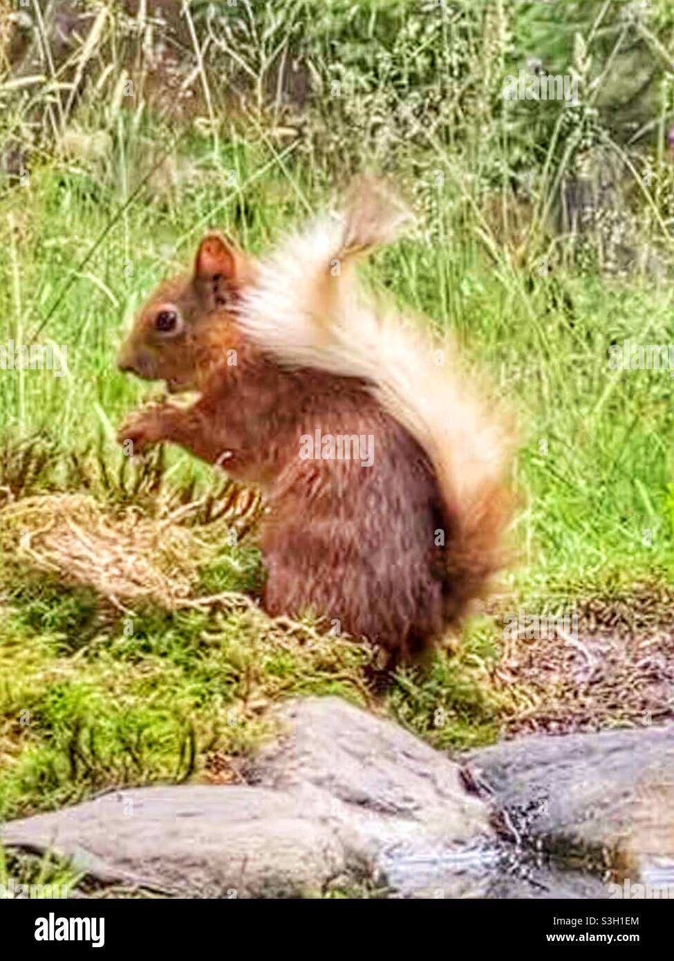 Surprised squirrel hi-res stock photography and images - Alamy