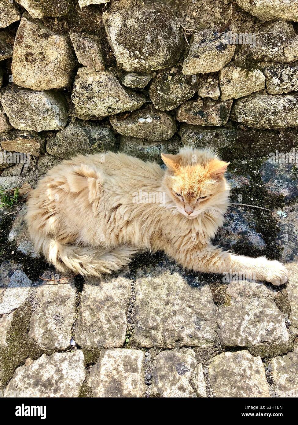 Shaggy Cat High Resolution Stock Photography and Images - Alamy