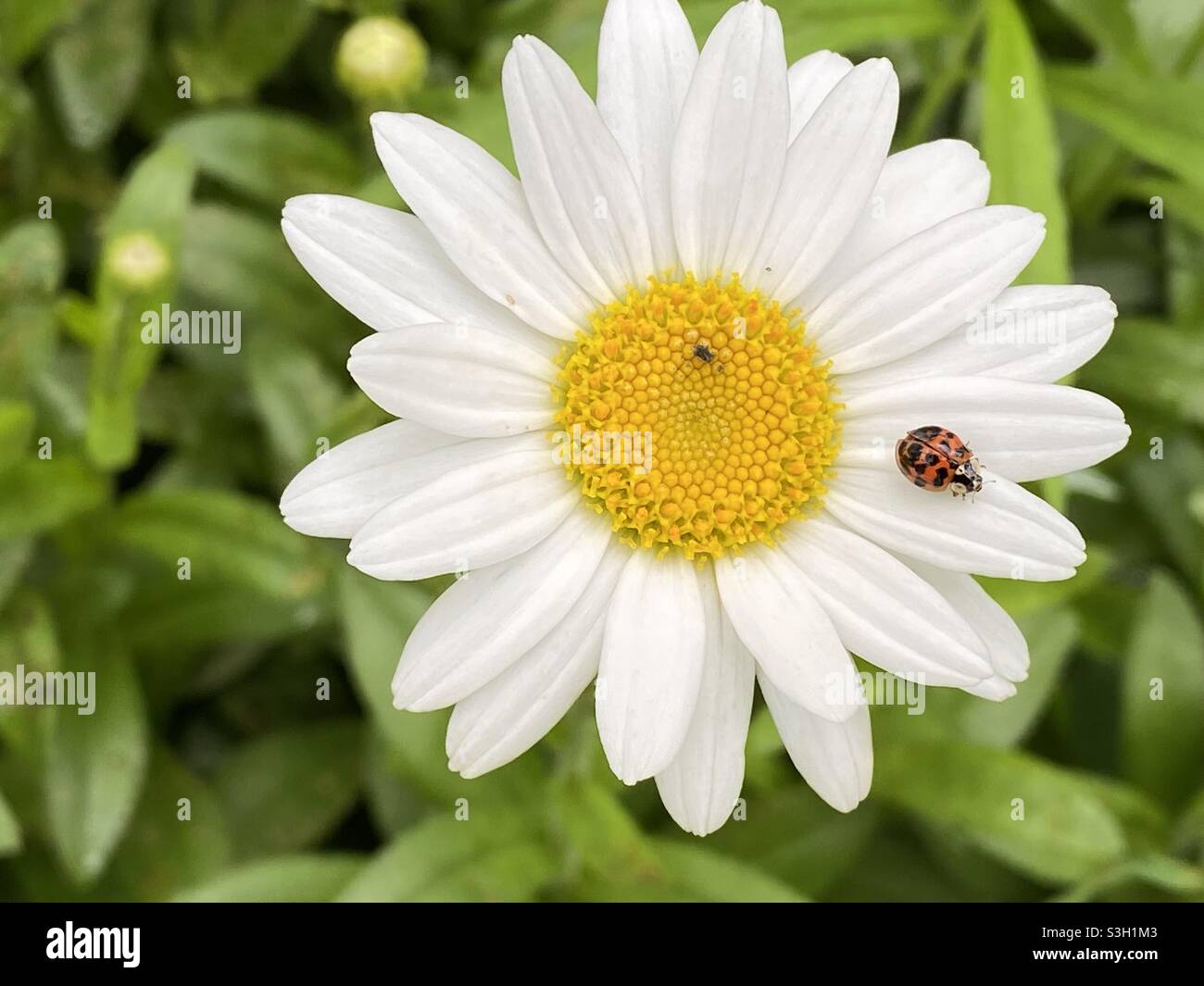 Daisy with ladybug Stock Photo - Alamy