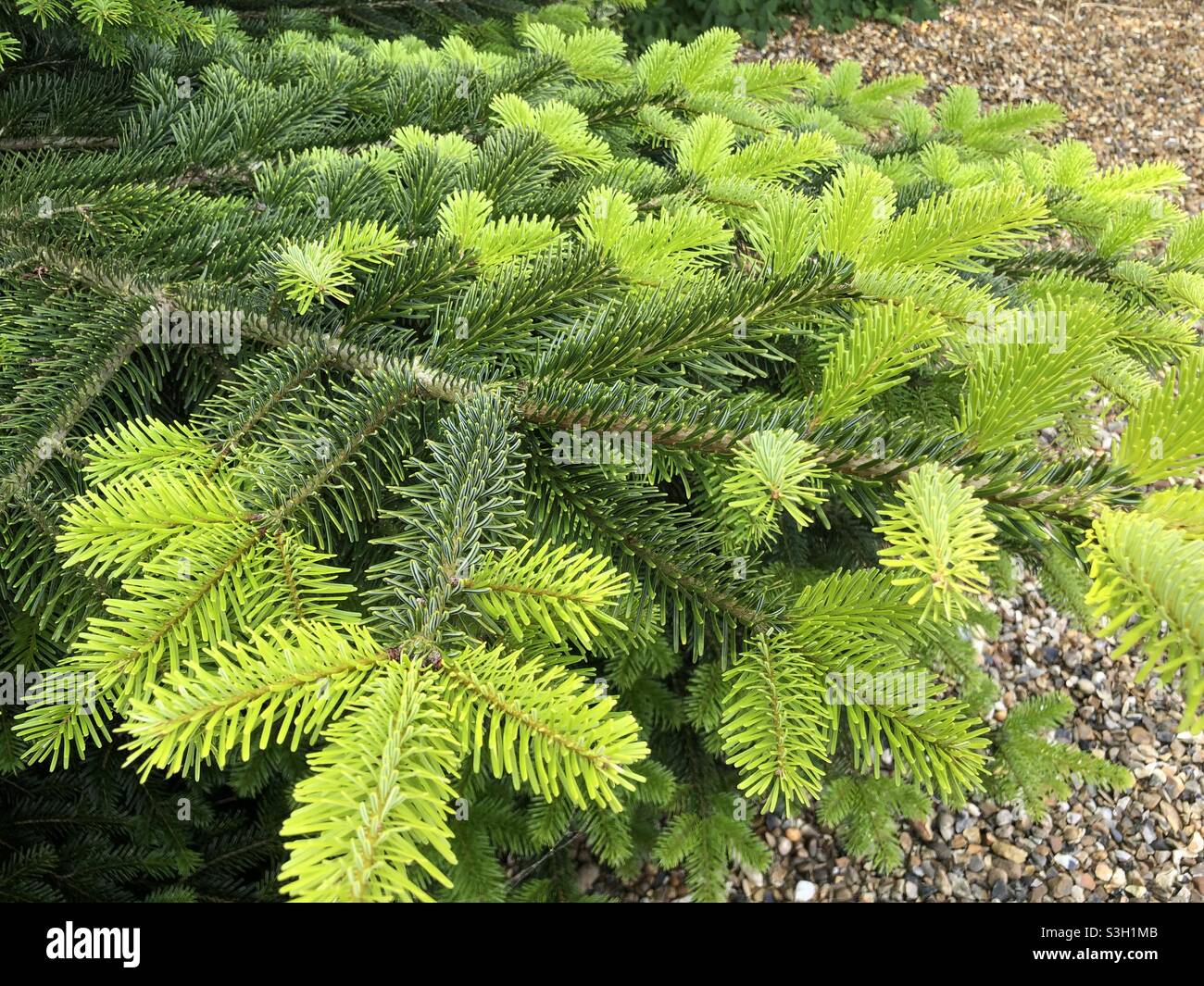 Favourite tree hi-res stock photography and images - Alamy