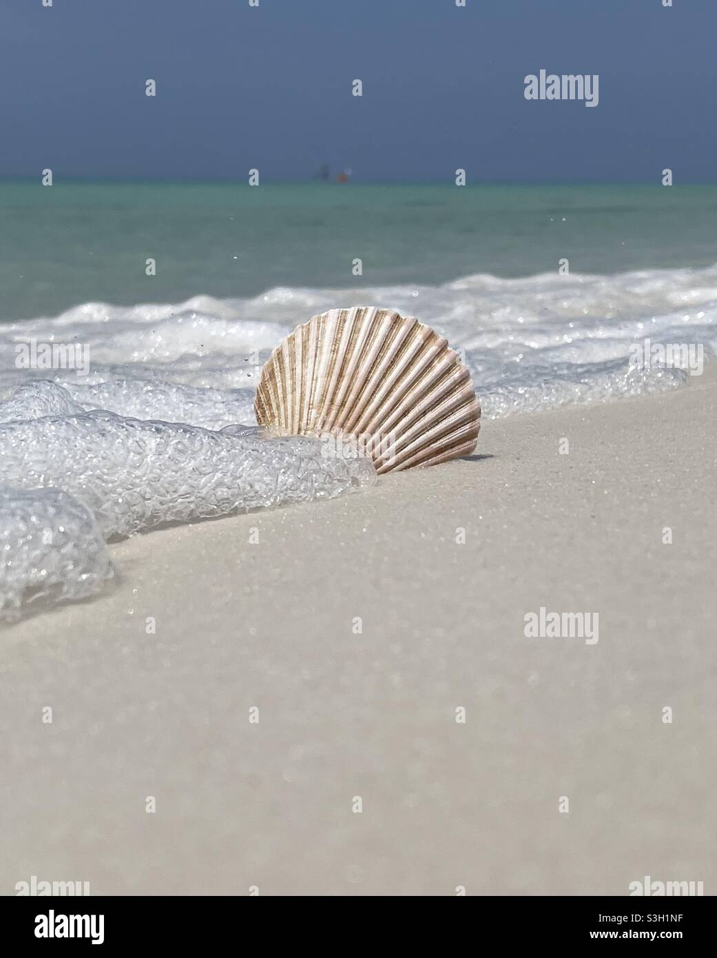 Seashell with ocean water foam on the beach Stock Photo - Alamy