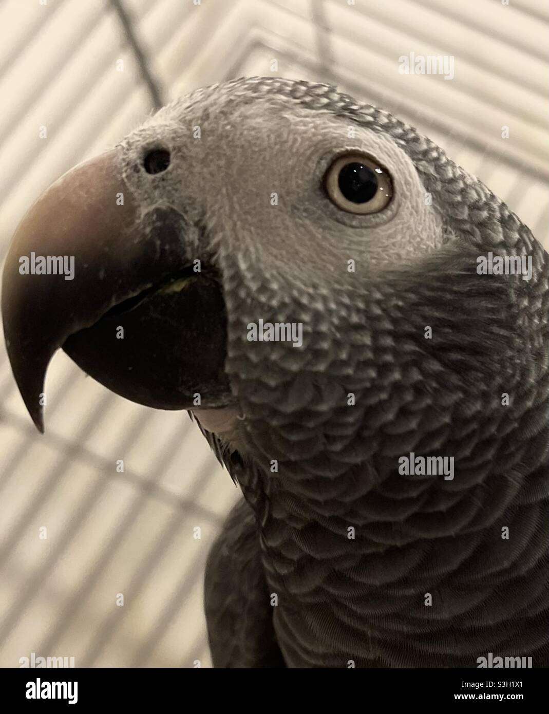 How beatiful my parrot is chiko Stock Photo - Alamy