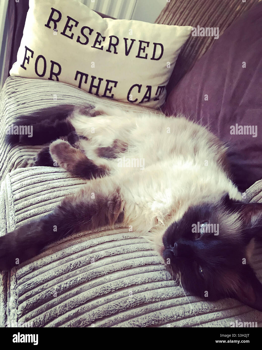 Its hard to be a cat hi-res stock photography and images - Alamy