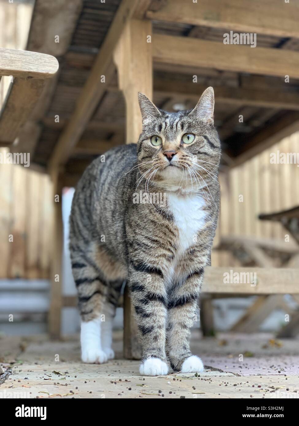 Small tiger hi-res stock photography and images - Alamy