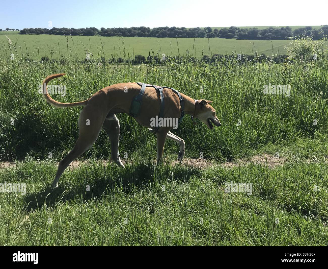 Greyhound Dog And Countryside High Resolution Stock Photography and ...