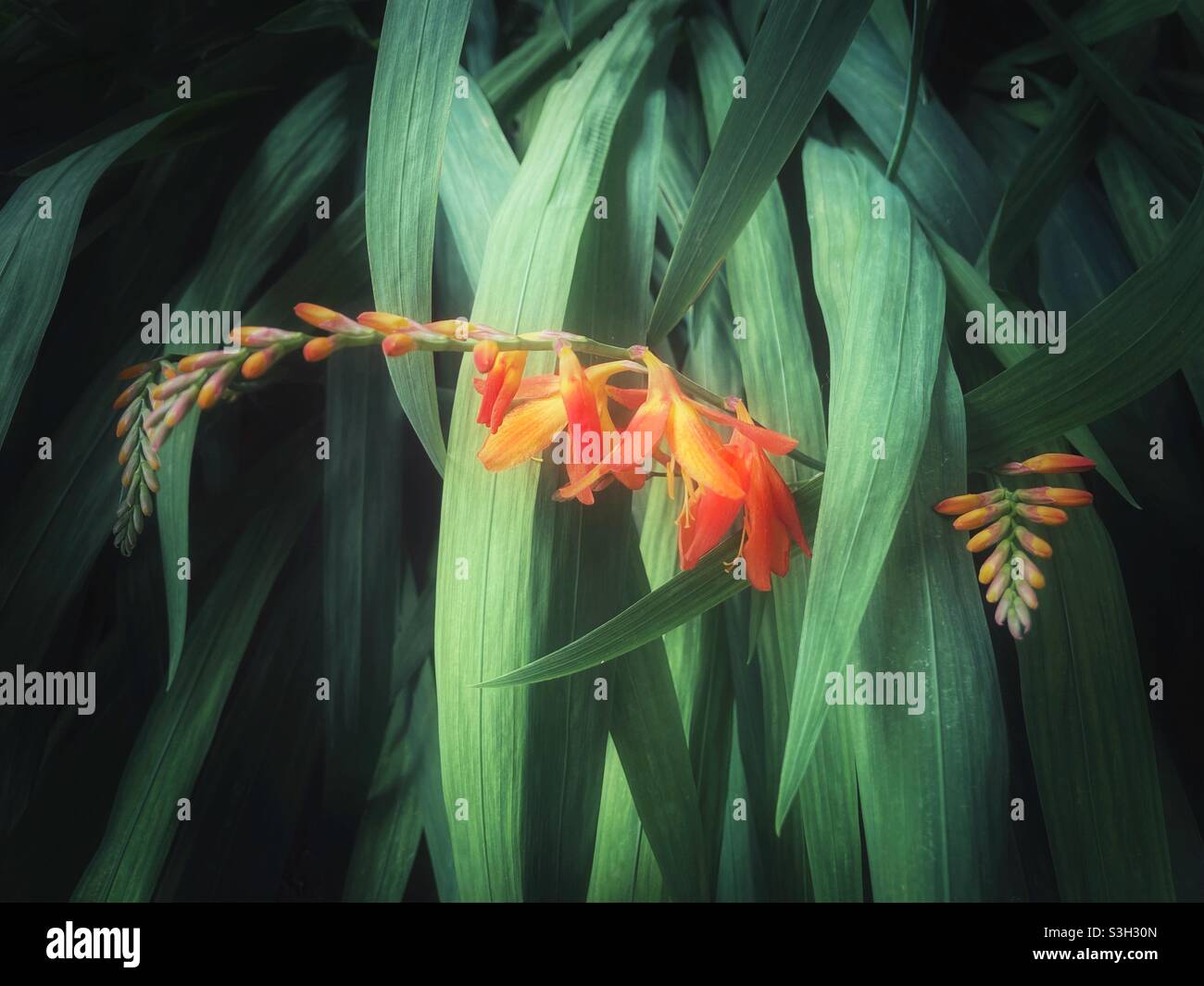 Flowers with broad leaves hi-res stock photography and images - Alamy