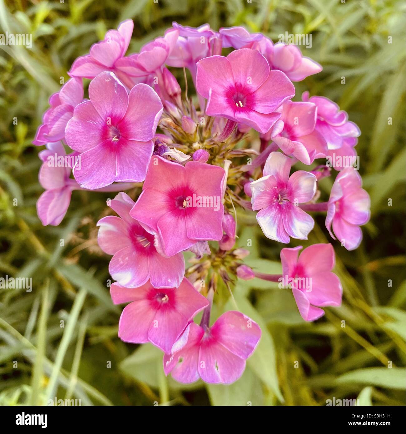 Phlox Paniculata 'Laura' flower Stock Photo - Alamy