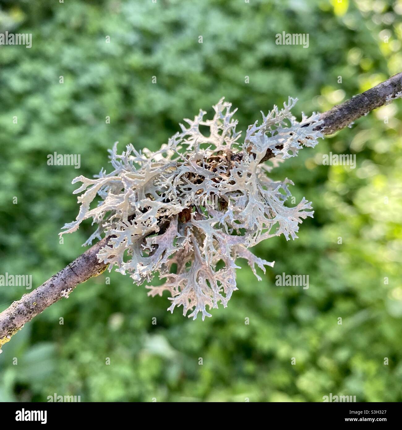 Lichens on branch hi-res stock photography and images - Alamy