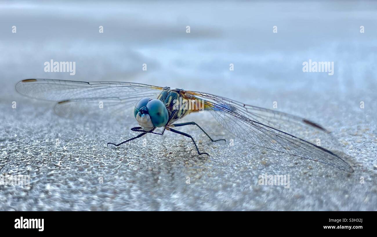 Insects pictures hi-res stock photography and images - Alamy