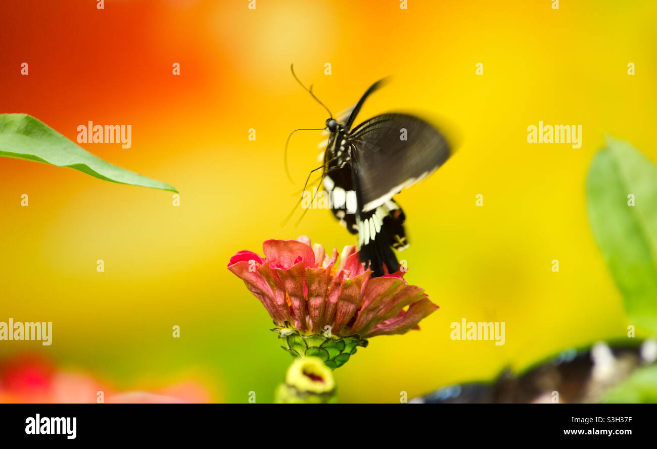 Butterfly Release Environment at Cody Chapple blog