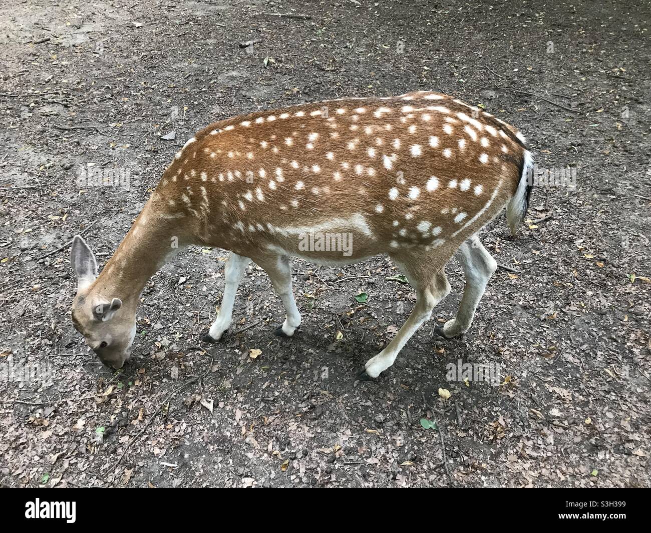Dotted deer hi-res stock photography and images - Alamy