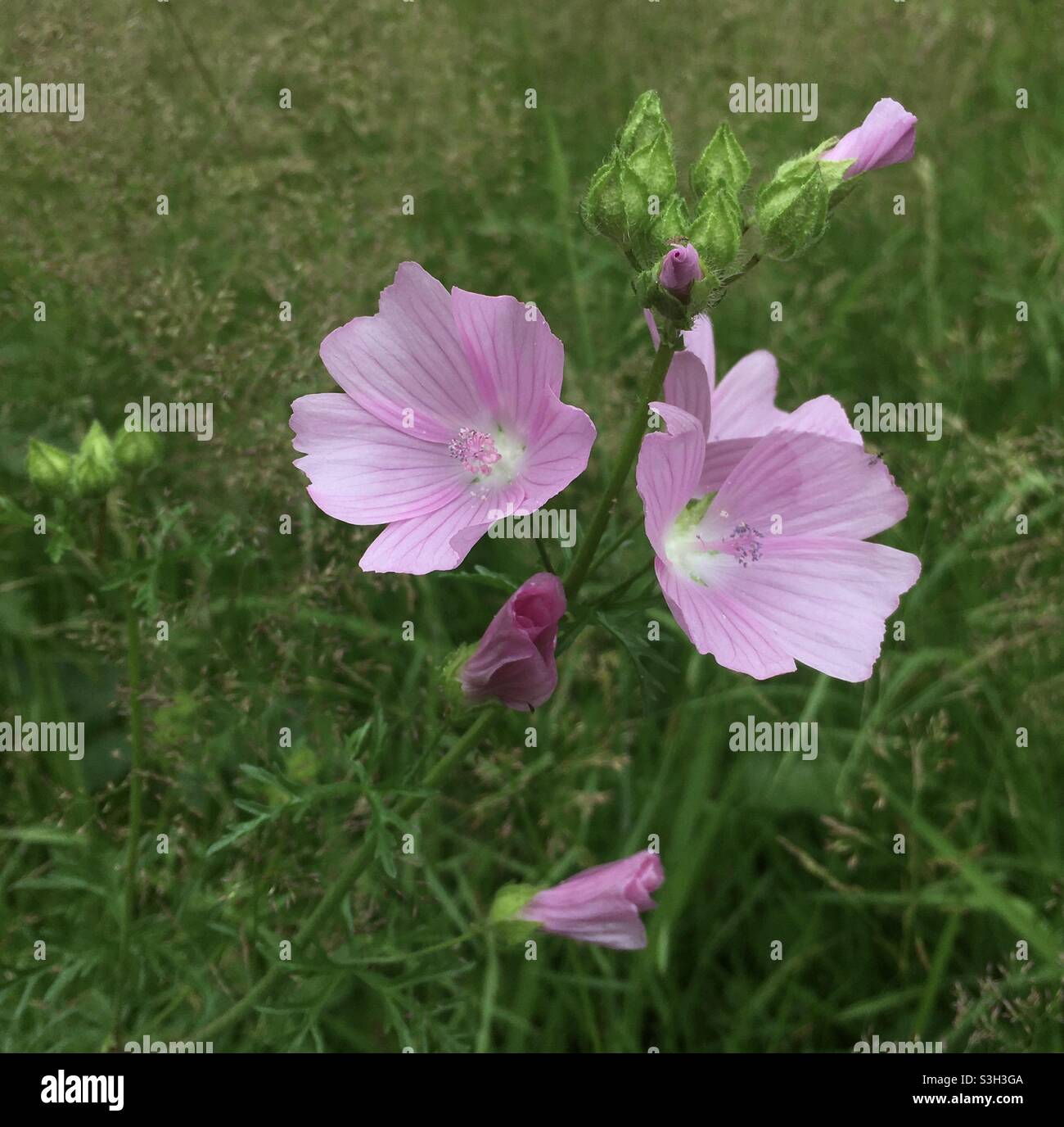 Musk mallow, malva moschata Stock Photo - Alamy