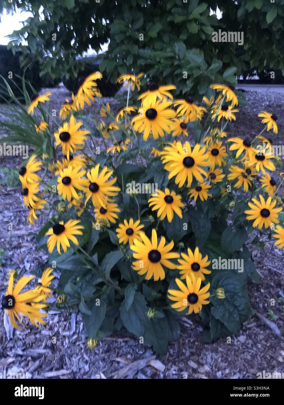 Lazy susan hi-res stock photography and images - Alamy