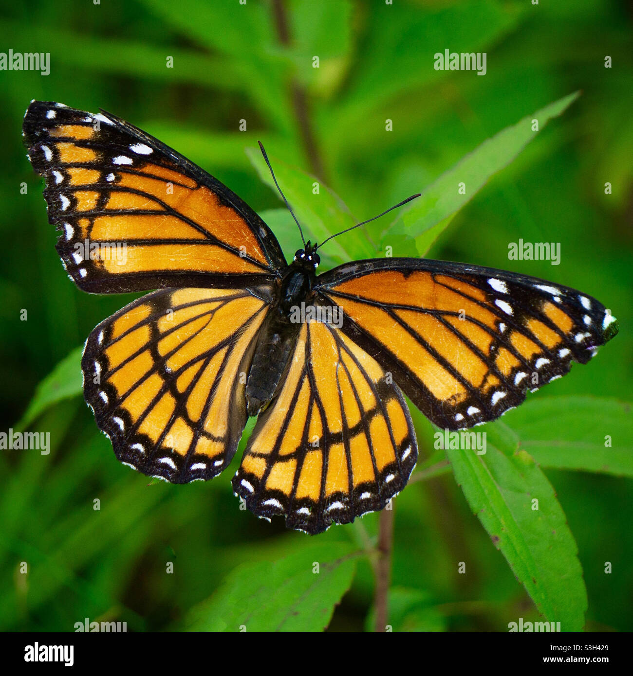 Monarch viceroy butterfly hi-res stock photography and images - Alamy