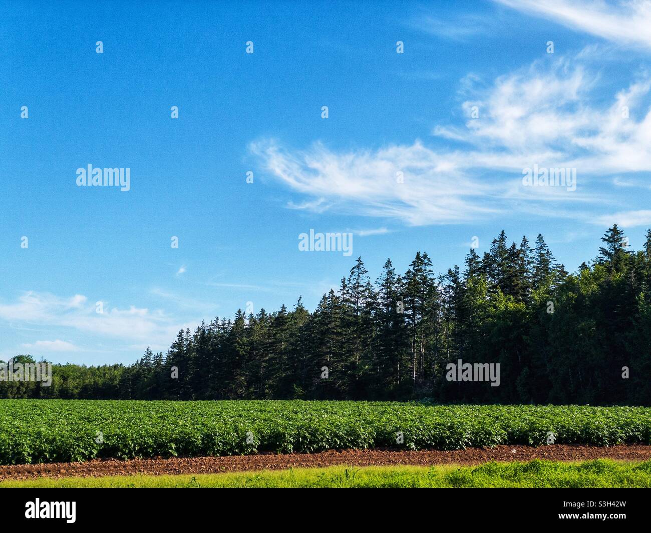 Potato field in rural Prince Edward Island, Canada Stock Photo - Alamy