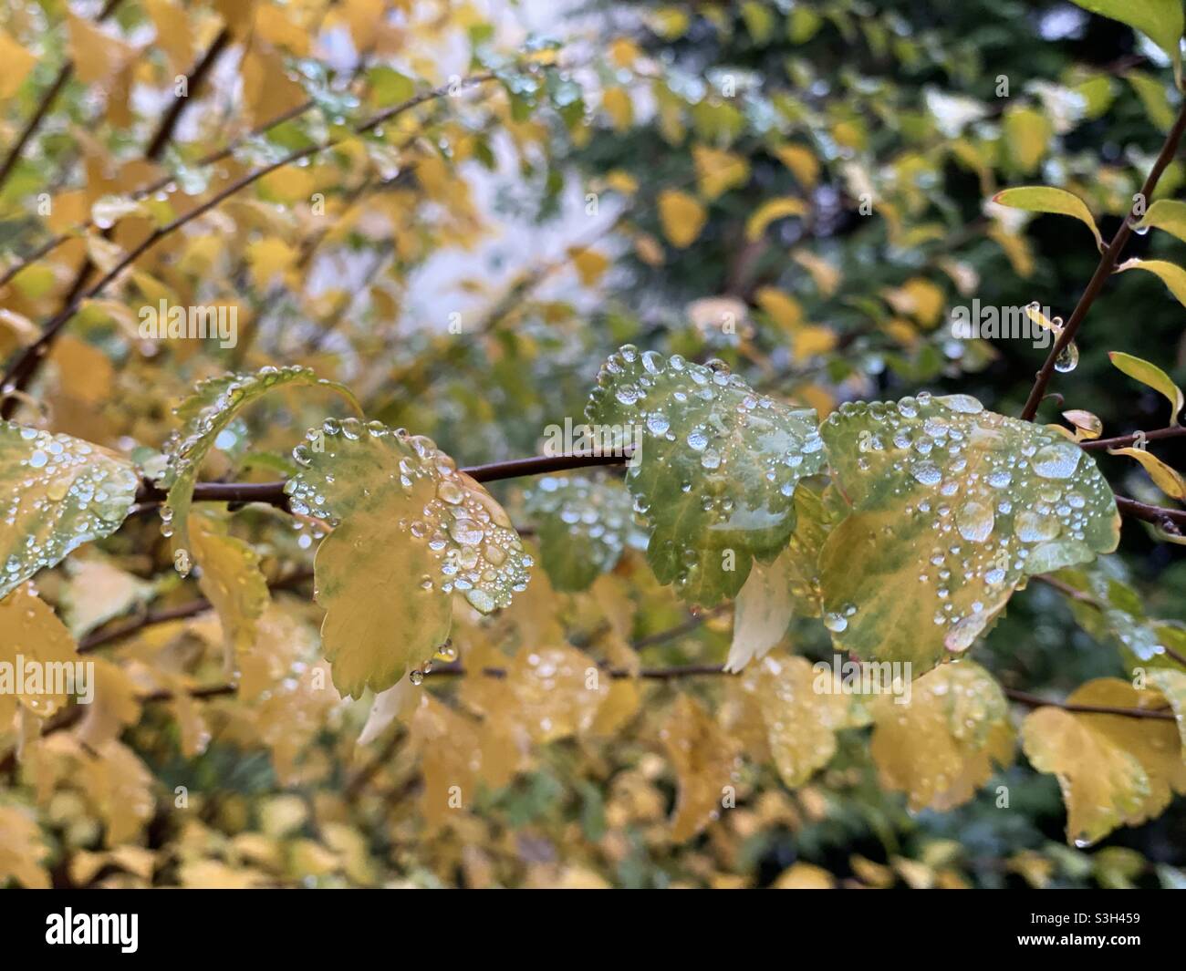 Rain leafs hi-res stock photography and images - Alamy