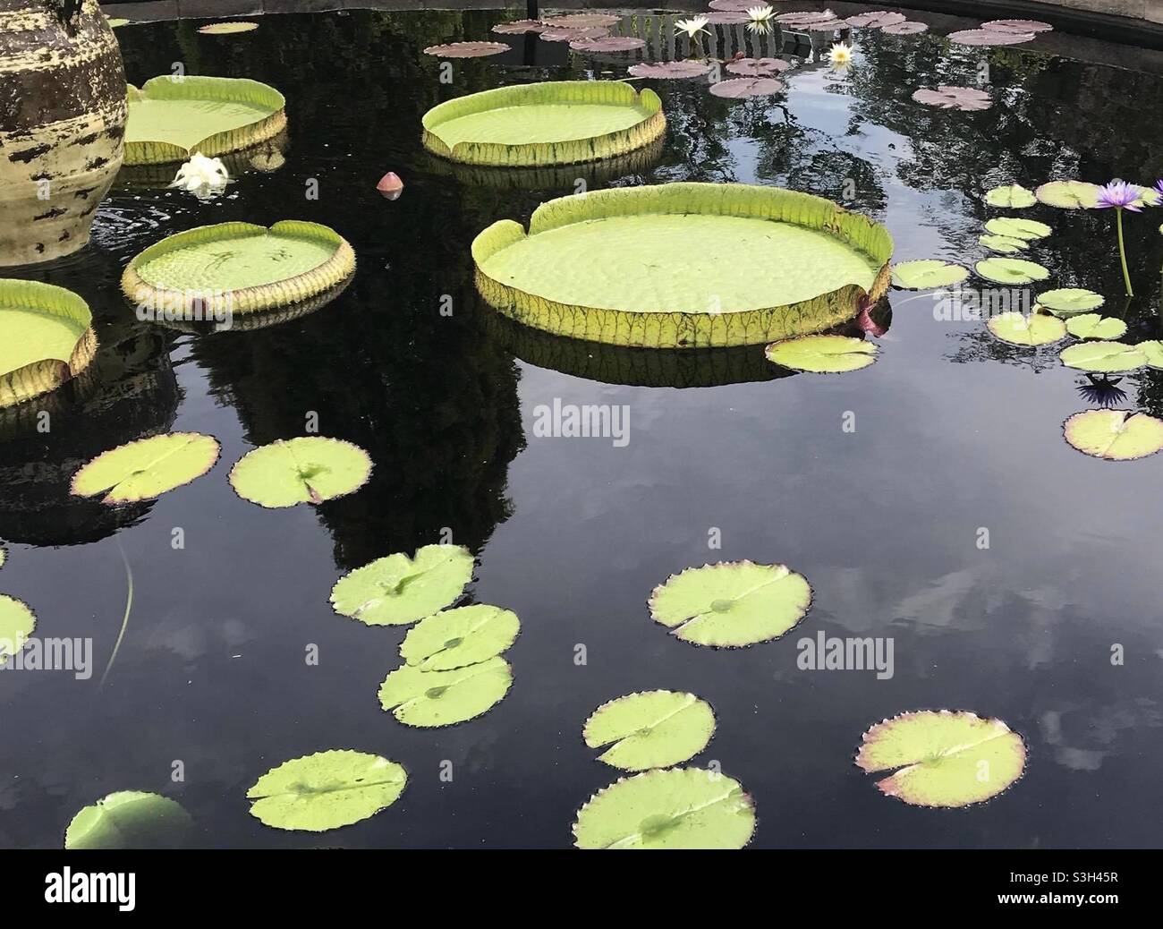 Lily pads float on reflective water Stock Photo - Alamy