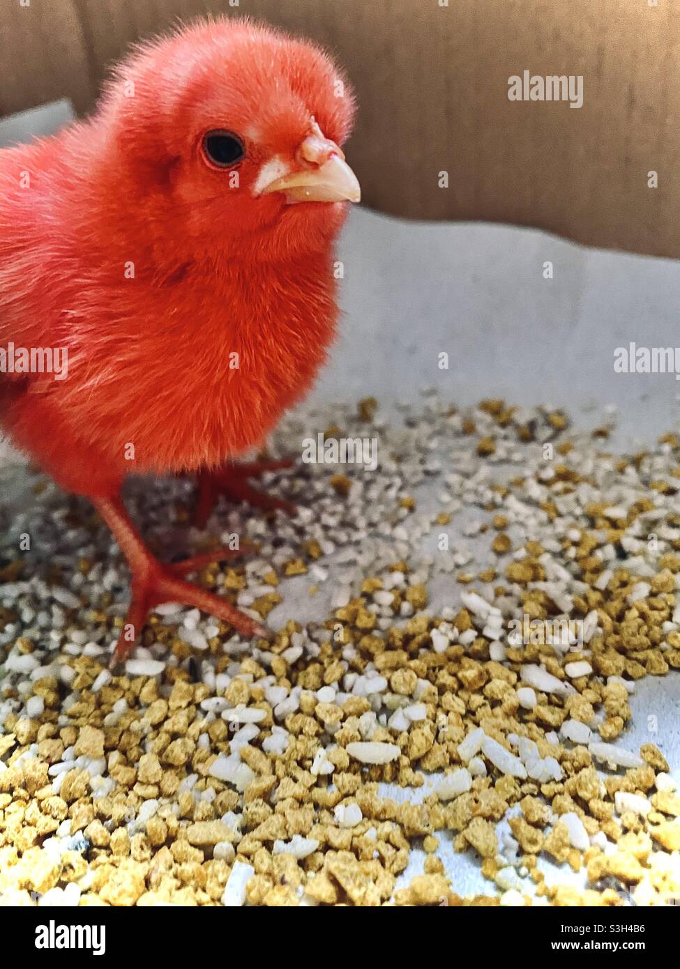 Baby chicken with red painting Stock Photo - Alamy