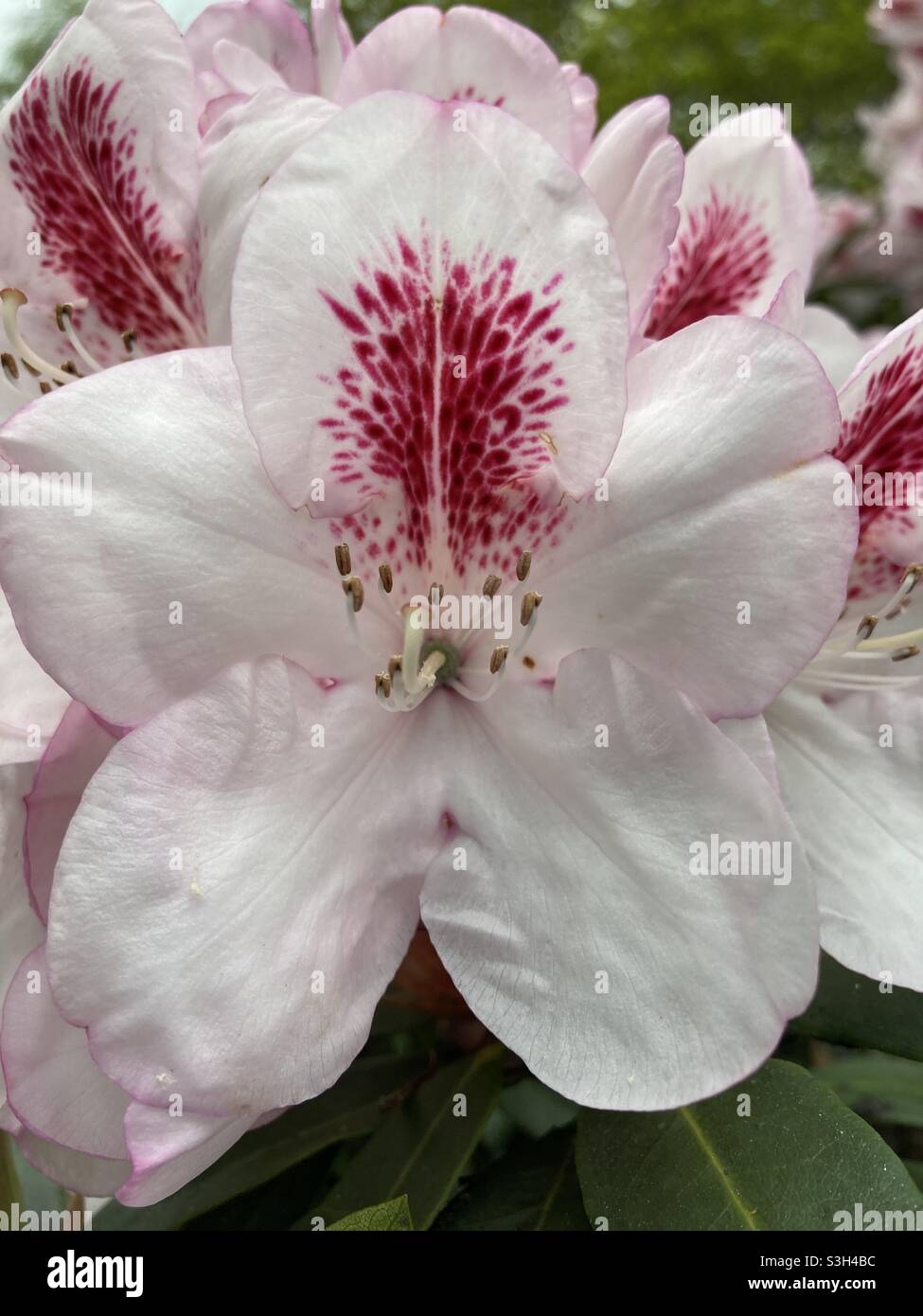 White with pink spots hi-res stock photography and images - Alamy