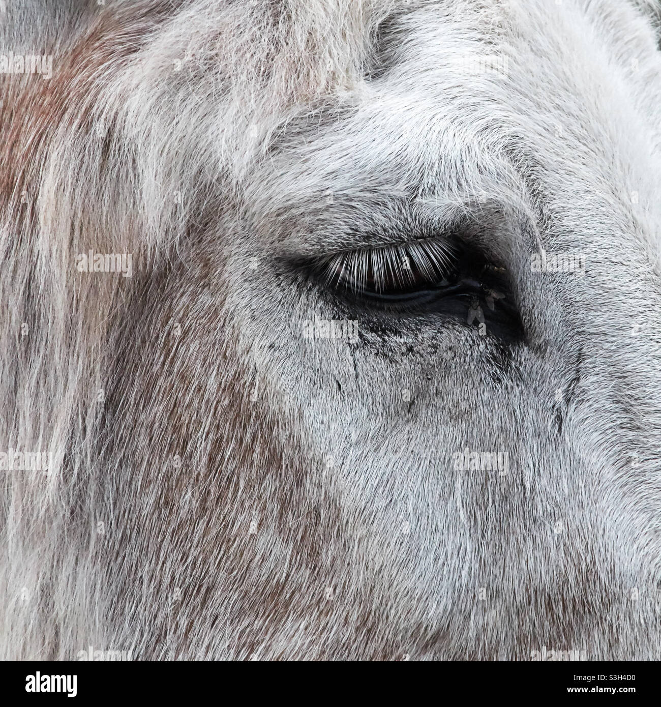 Cartoon Horse Head High Resolution Stock Photography and Images - Alamy