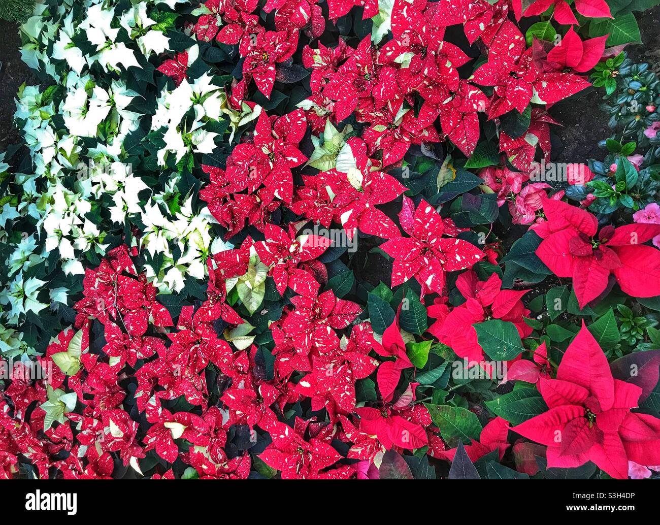 Gardens bay singapore flower smartphone stock photos and images - Alamy