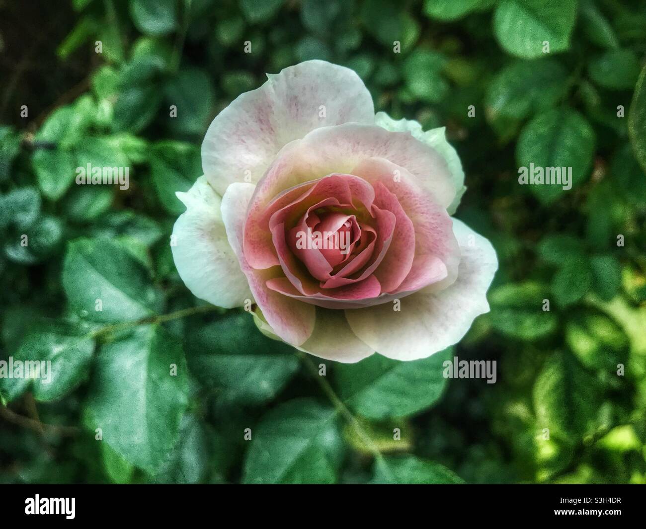 Either and pink flower at Gardens by the Bay in Singapore Stock Photo ...