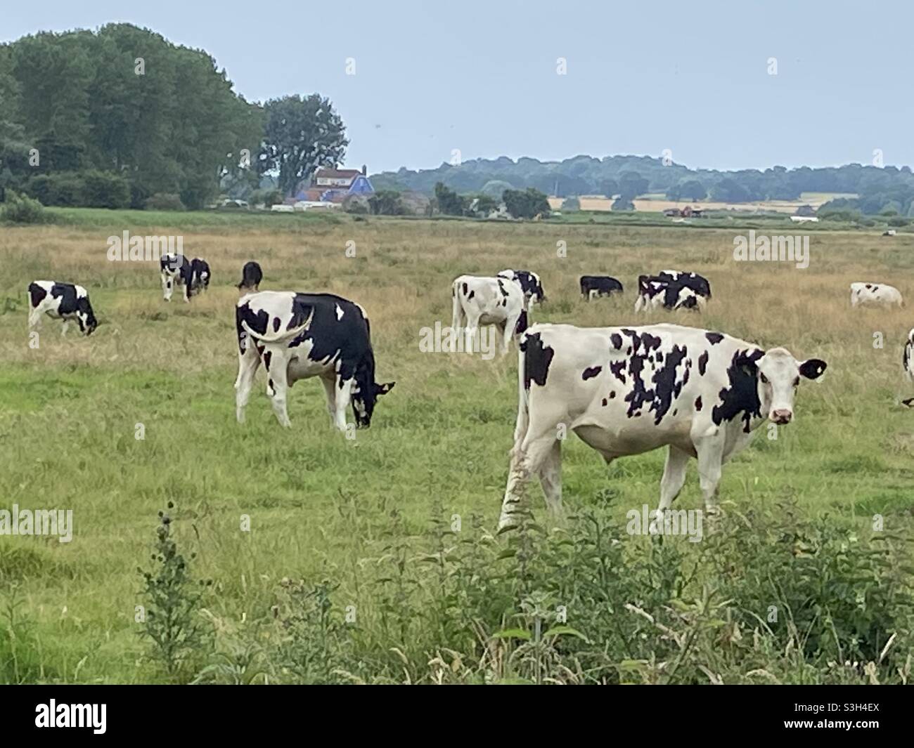 Norfolk cows hi-res stock photography and images - Alamy