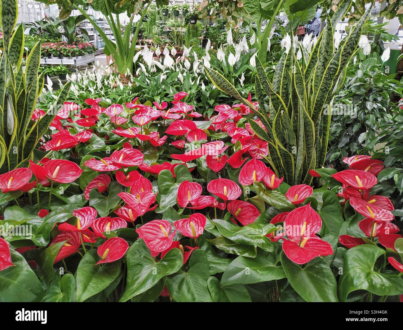 Anthuriums hi-res stock photography and images - Alamy