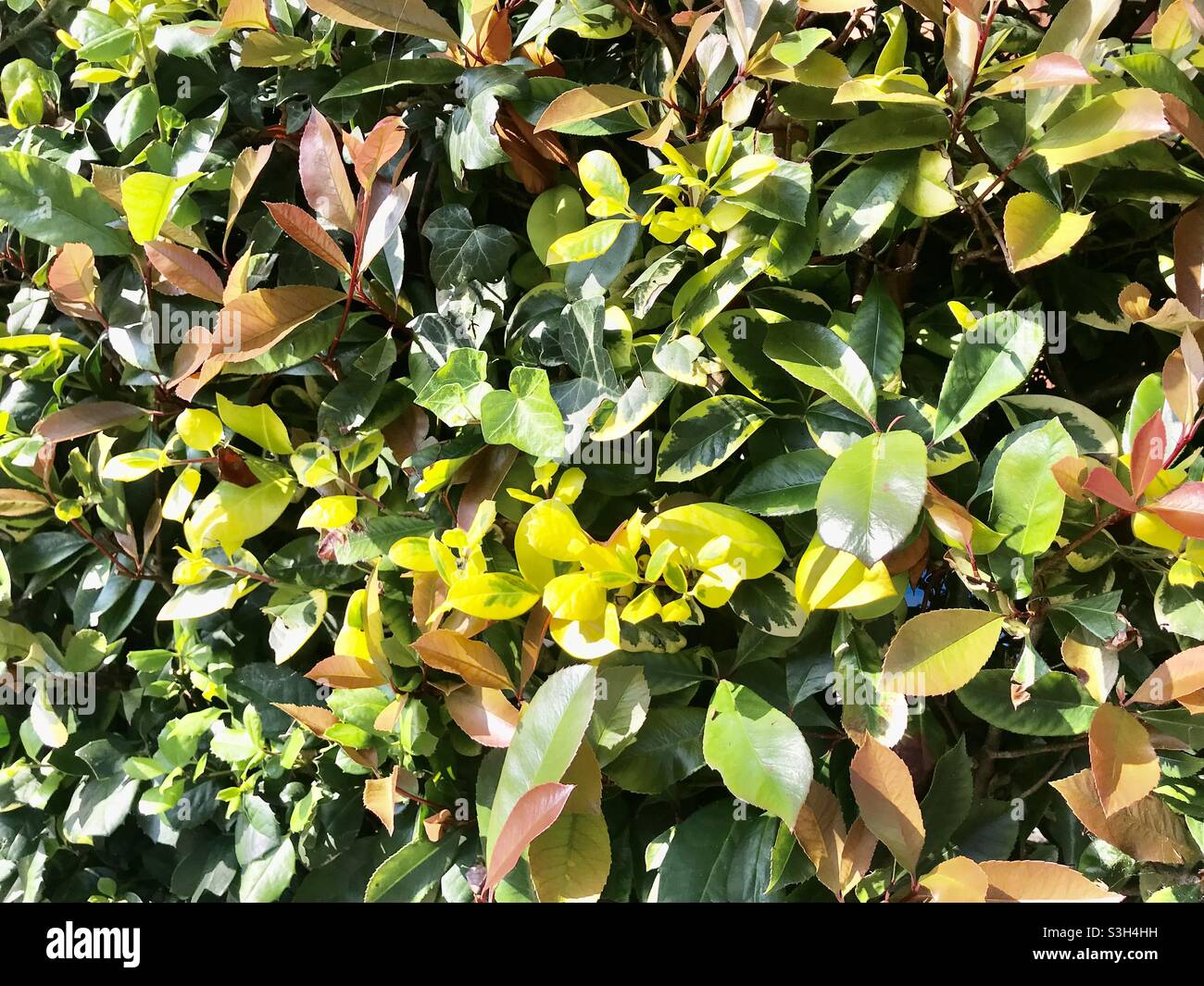 Shrub bush hi-res stock photography and images - Alamy