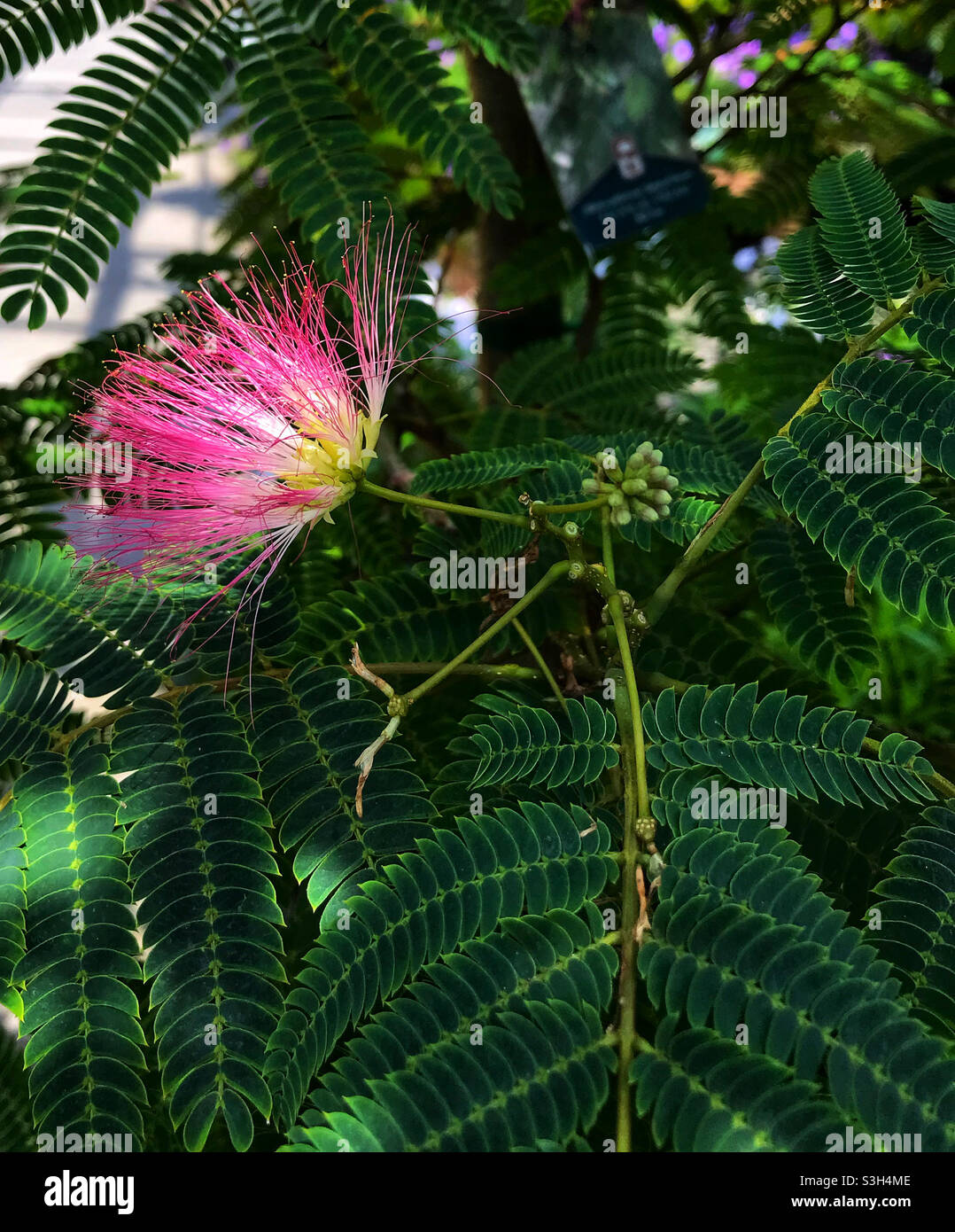 Persian silk tree blossom hi-res stock photography and images - Alamy